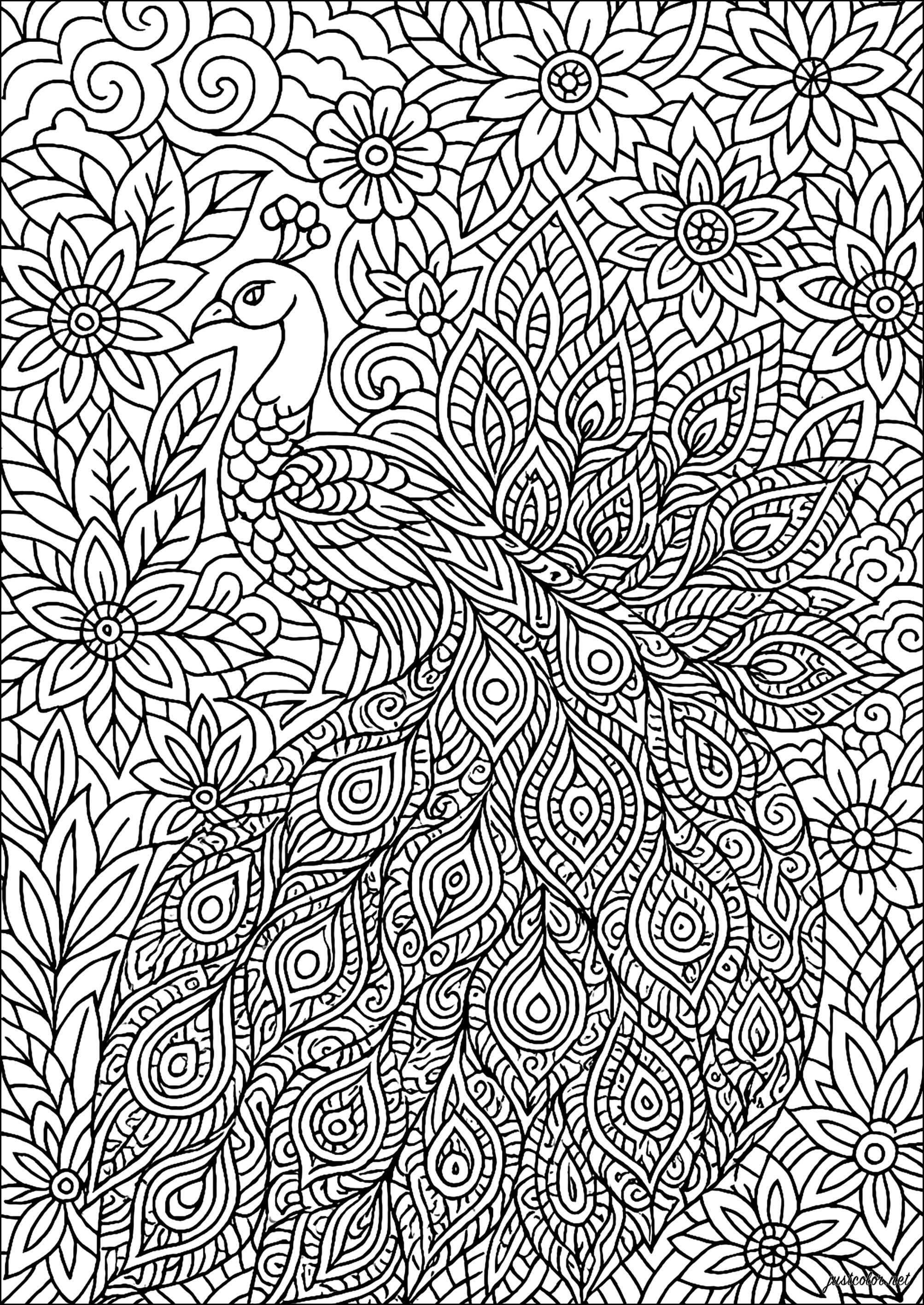 Majestätischer Pfau im Zentangle - Ausmalbilder von Pfauen zum Ausmalen