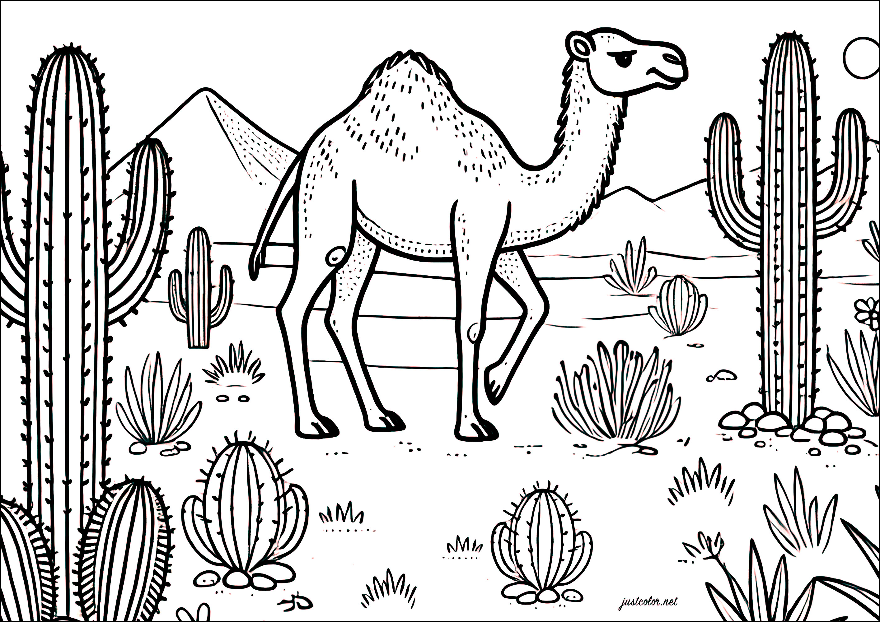 Dromadaire et cactus dans le désert - Coloriages de Chameaux et ...