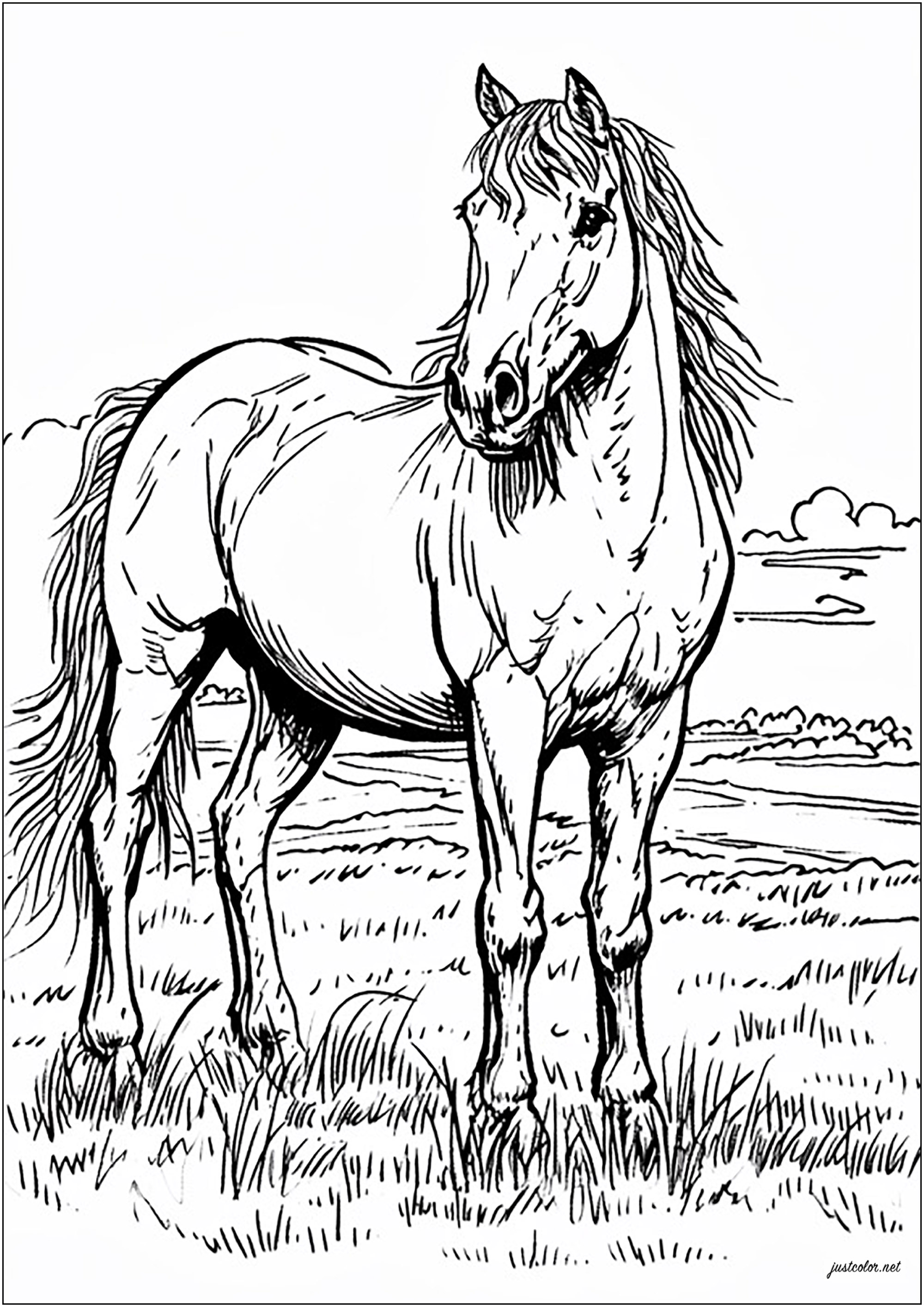 Cheval simple et magnifique - Coloriages de Chevaux à imprimer
