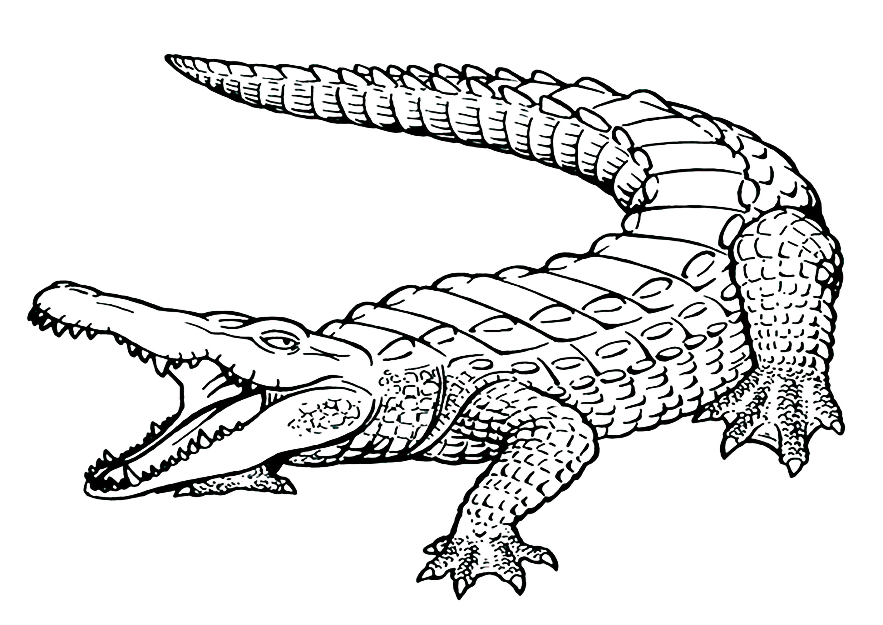 Crocodile réaliste - Coloriages de Crocodiles à imprimer