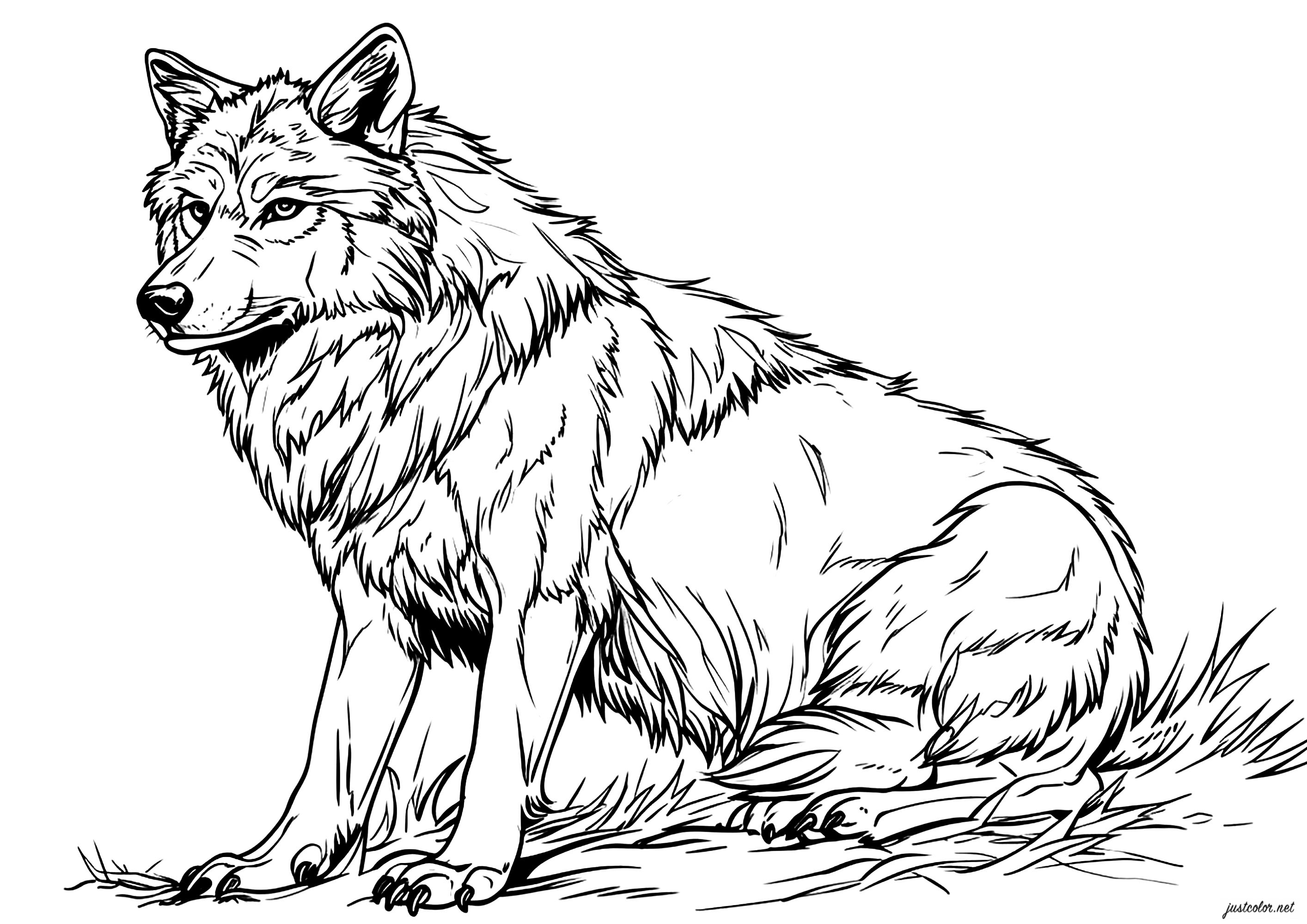Simple dessin de loup - Coloriages de Loups à imprimer