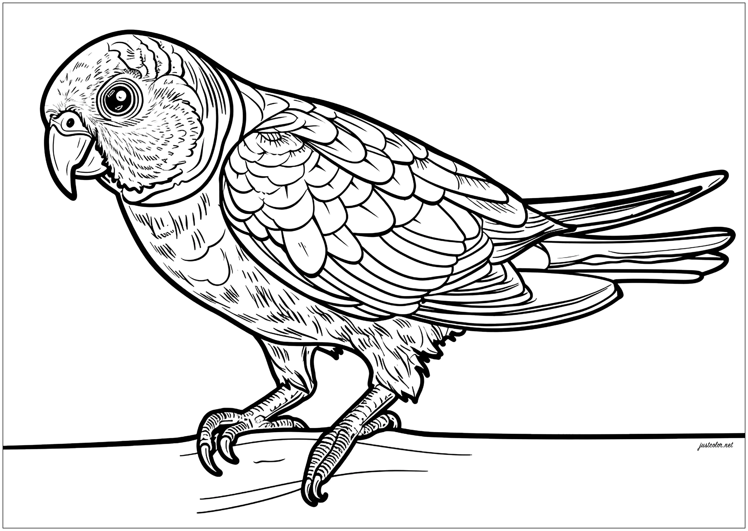 Precioso periquito para colorear - Páginas de Aves para imprimir