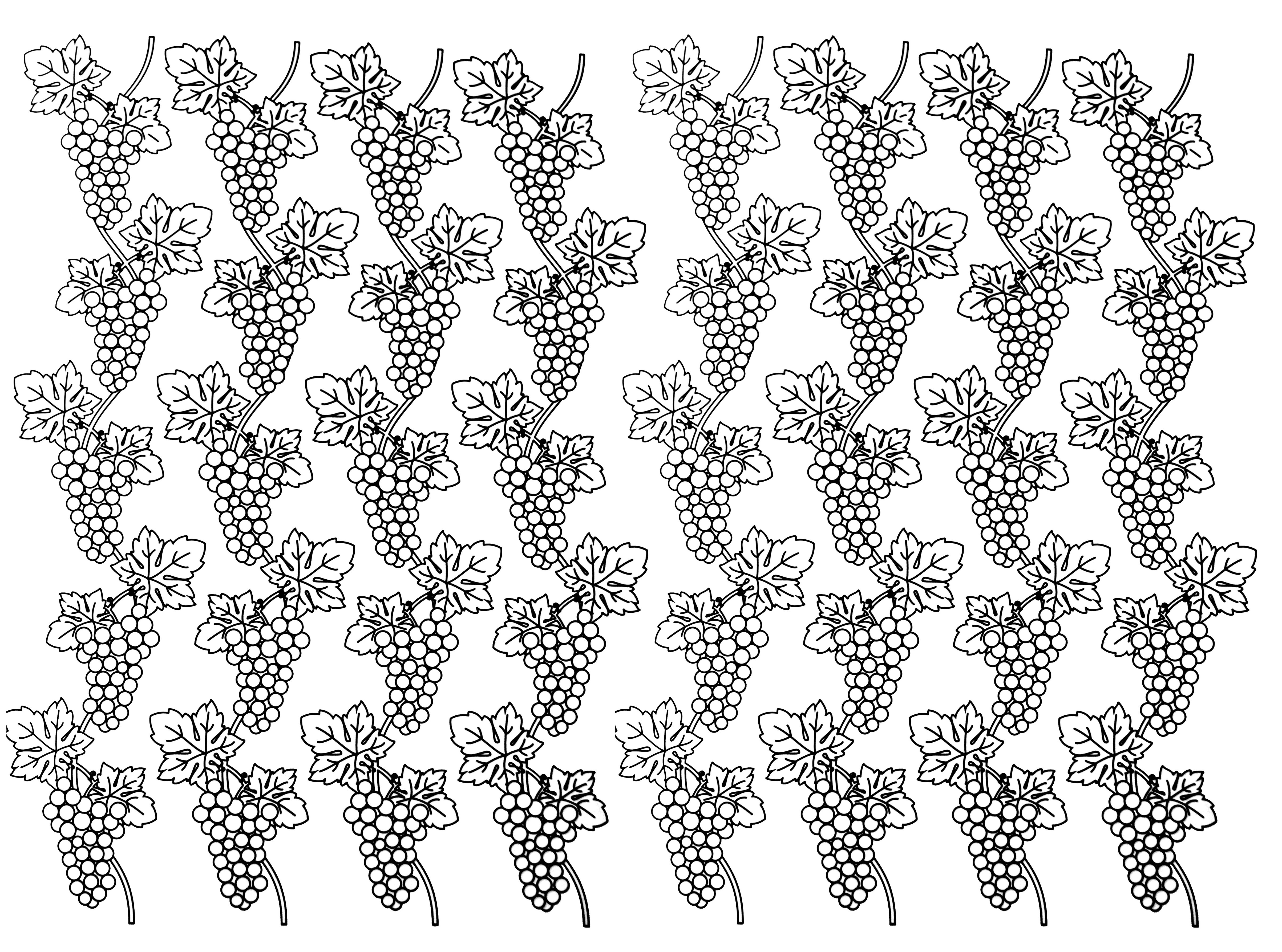 Grappes raisin - Coloriages de Fleurs et végétation à imprimer pour adultes