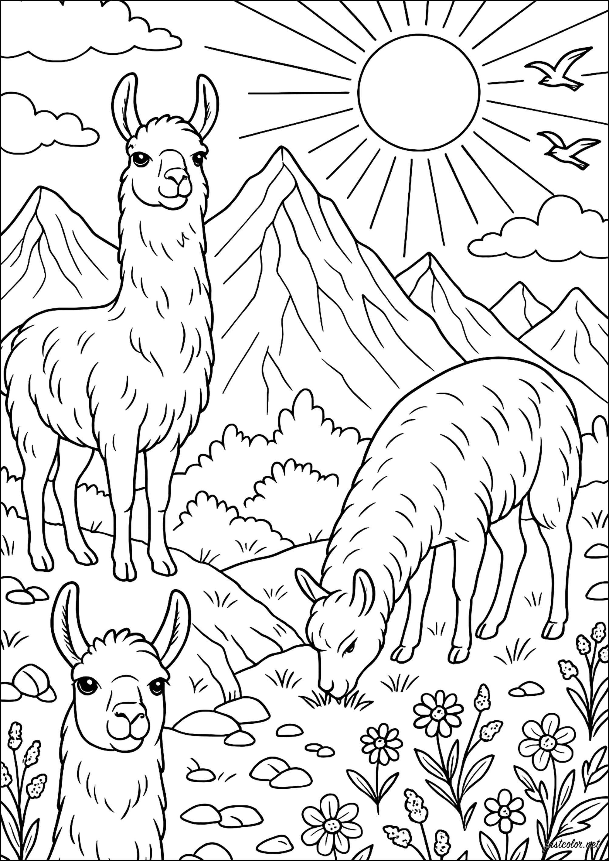 Lamas des Andes - Coloriages de Lamas à imprimer pour adultes