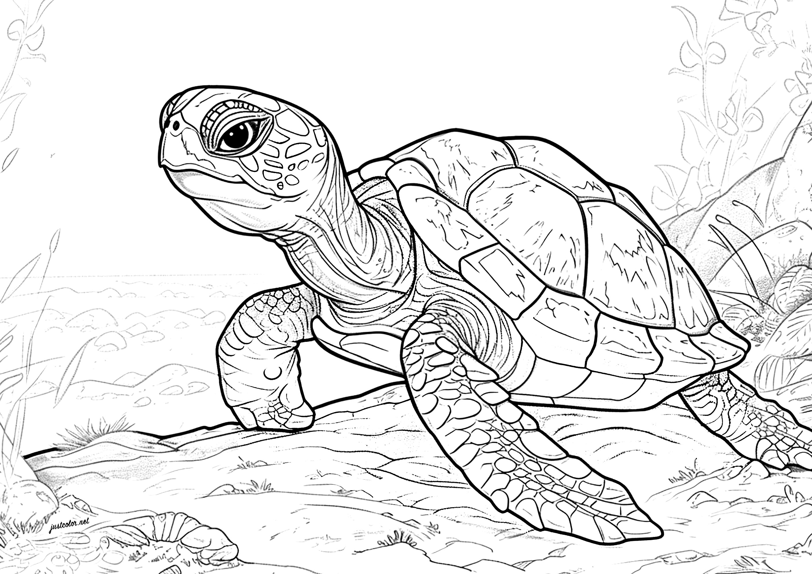 Tortue sur la plage - Coloriages de Tortues à imprimer pour adultes