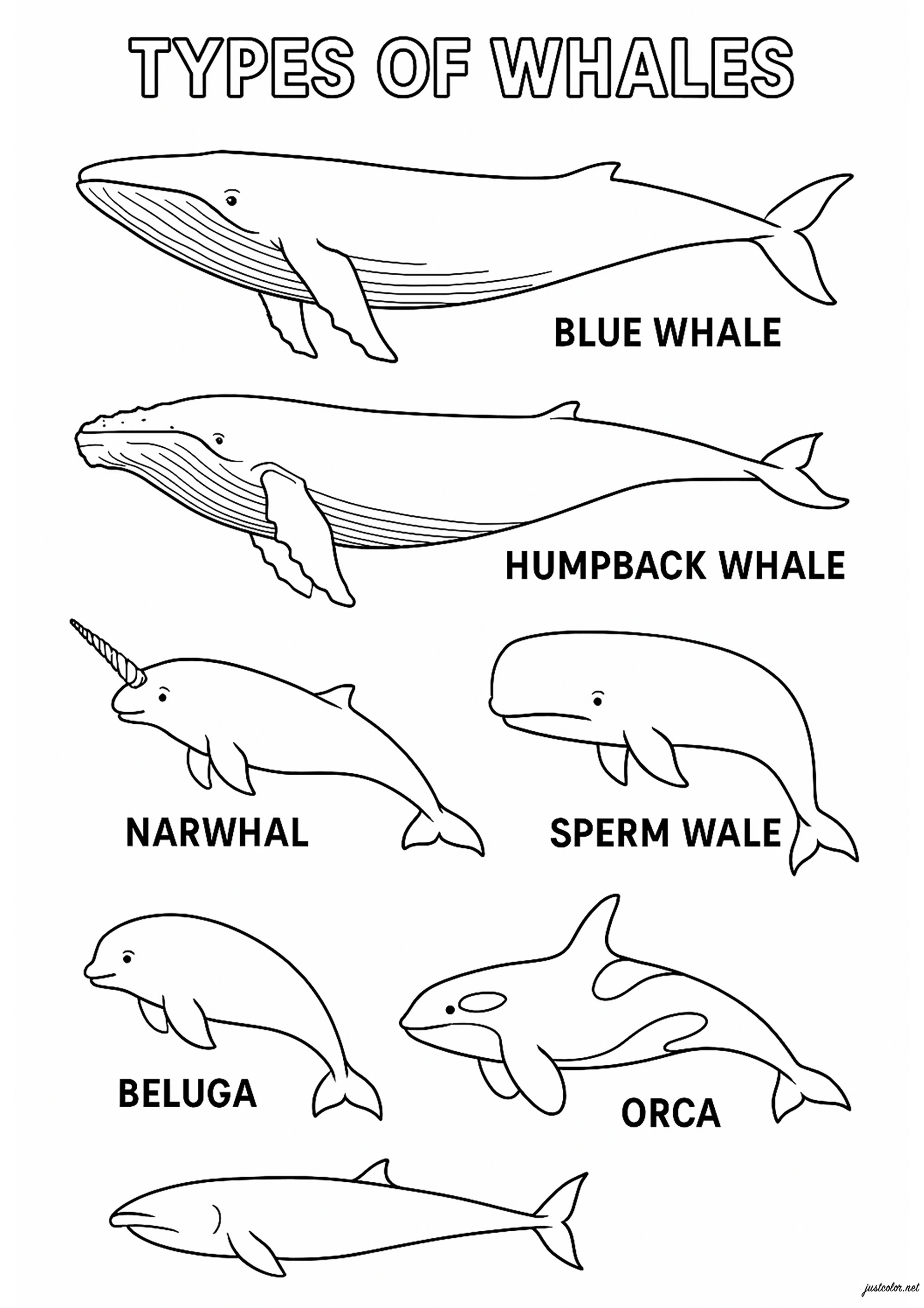 Dibujos Para Colorear De Ballenas Beluga Ballenas 5 | Dibujos Para