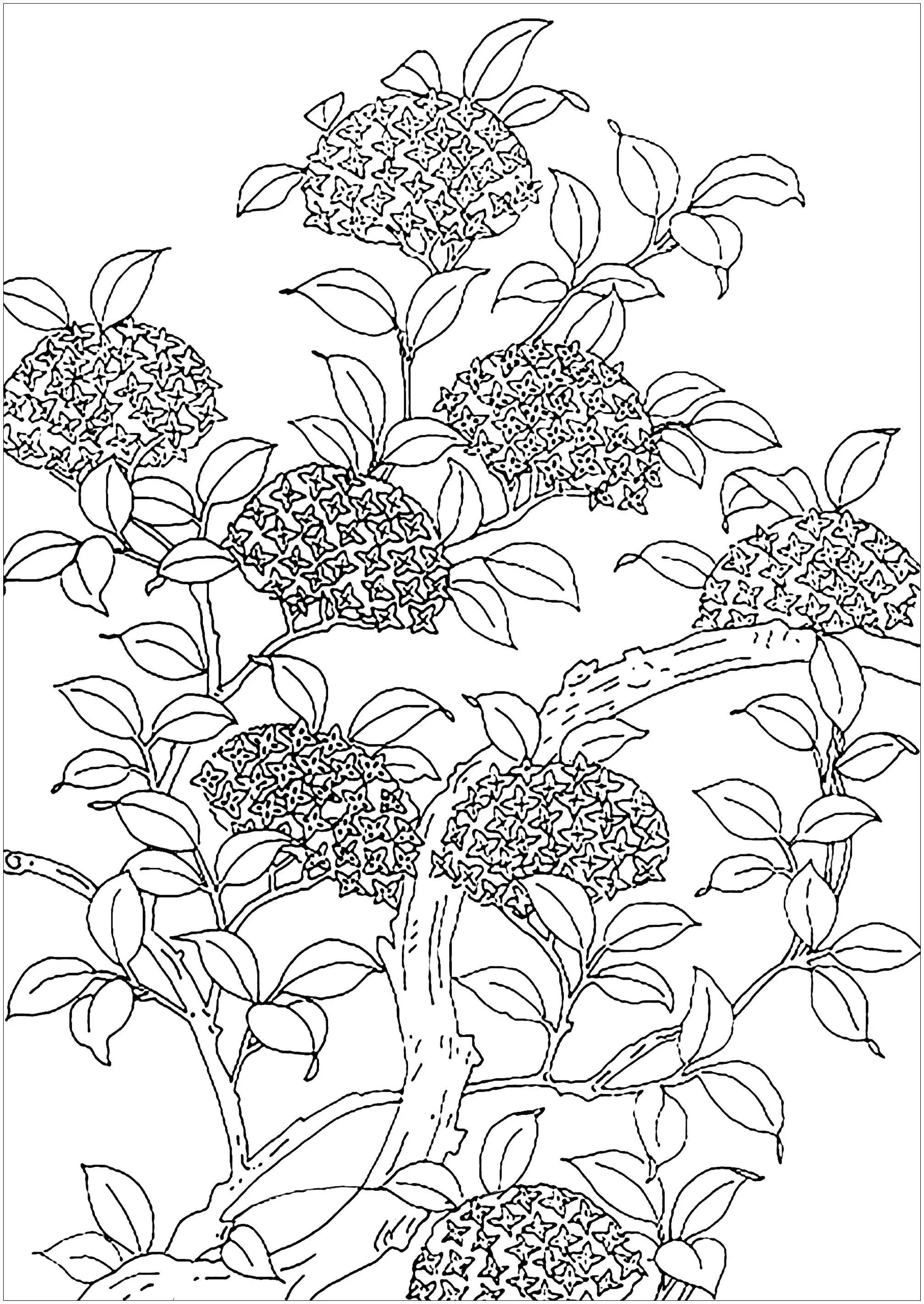 Flowered tree - Flowers & vegetation Coloring Pages for adults
