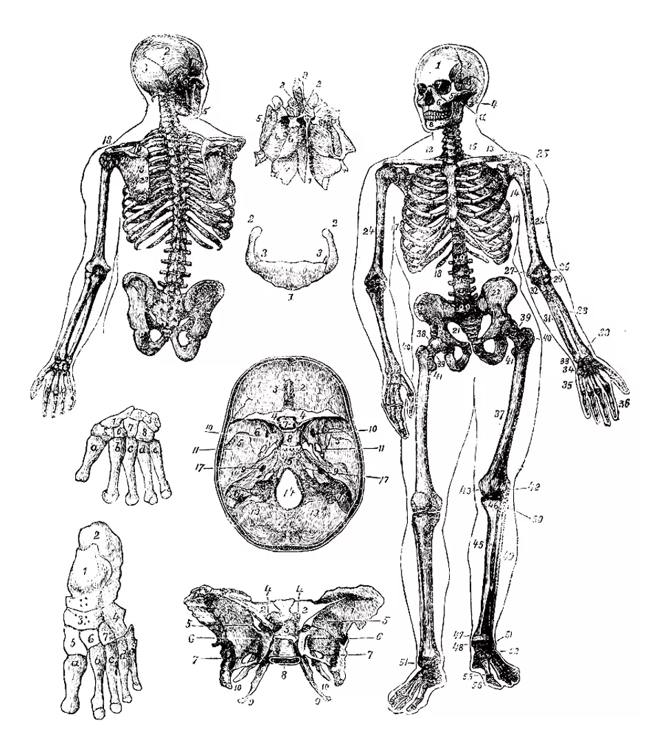 human skeleton coloring sheet