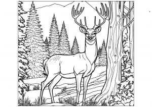 Pretty deer in the mountains - Deer Coloring Pages for Kids