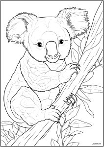 Smiling koala in a bamboo forest - Koalas Coloring Pages for Kids